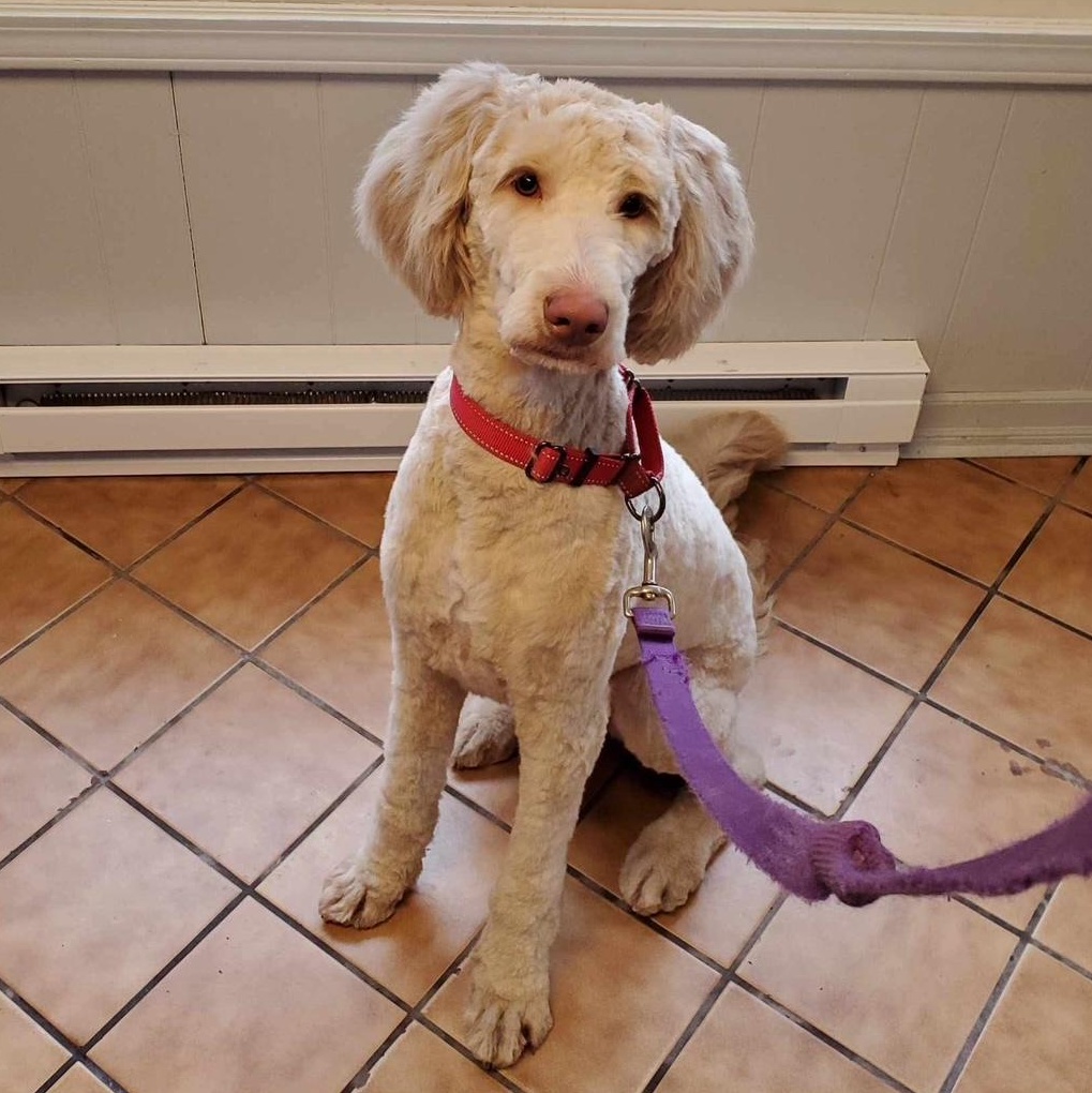 Dog for adoption - Wilma, a Standard Poodle Mix in Honesdale, PA | Petfinder