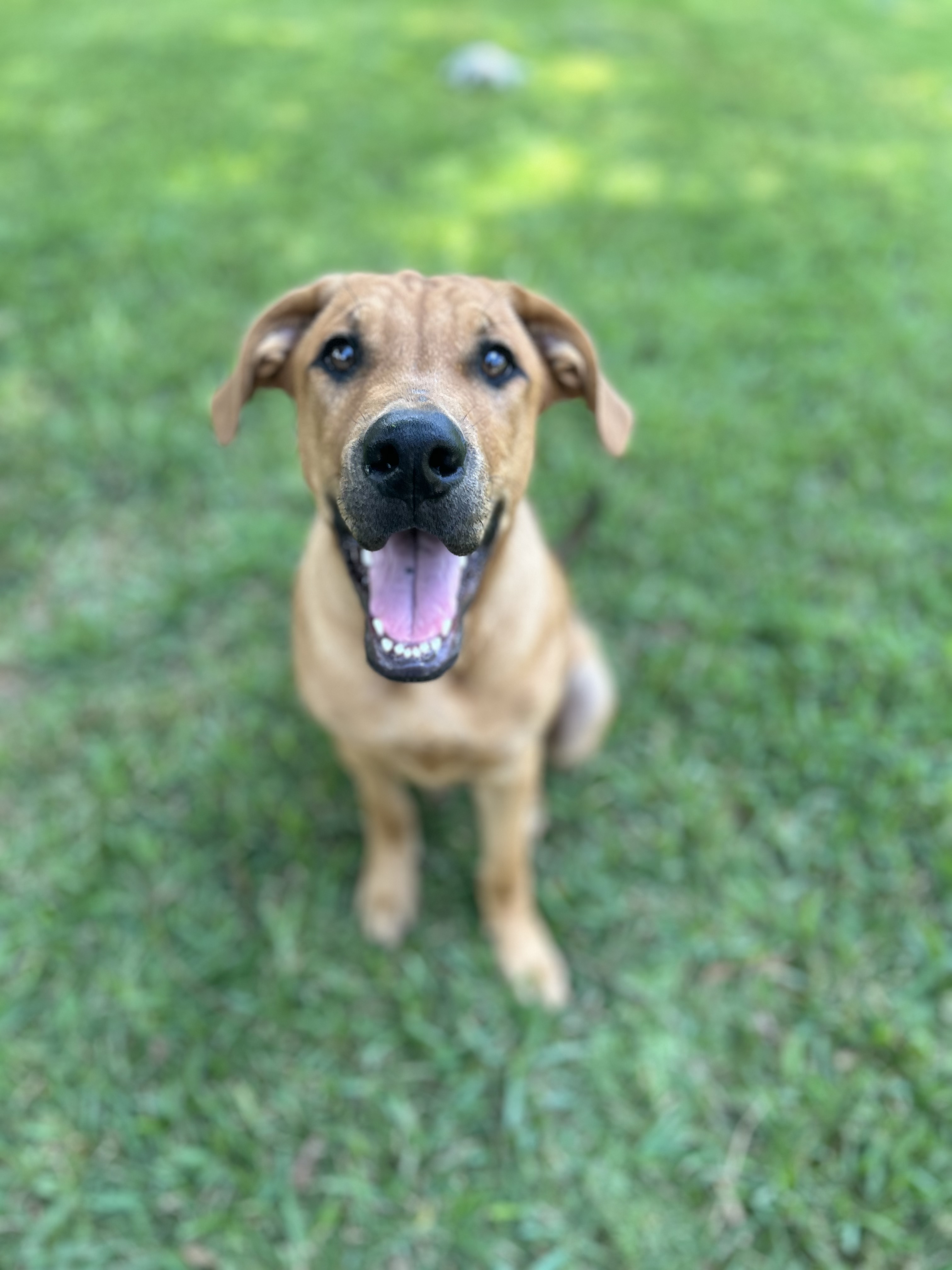 Dog for adoption - Scruff Todd, a Hound & Labrador Retriever Mix in ...