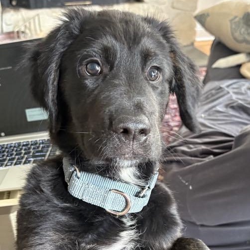 Dog for adoption - Elvis, a Black Labrador Retriever & Newfoundland Dog ...