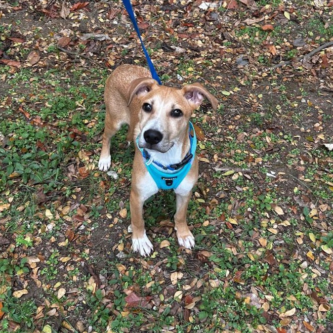 Dog for adoption - Sander, a Labrador Retriever & Mountain Cur Mix in ...