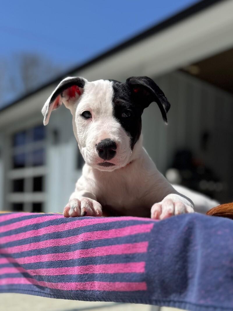 Dog for adoption - Gabe the Cuddliest Goober, a Pit Bull Terrier ...