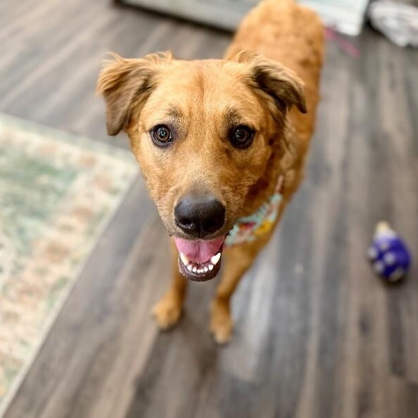 Dog for adoption - Knox the Golden Family Man, a Golden Retriever ...