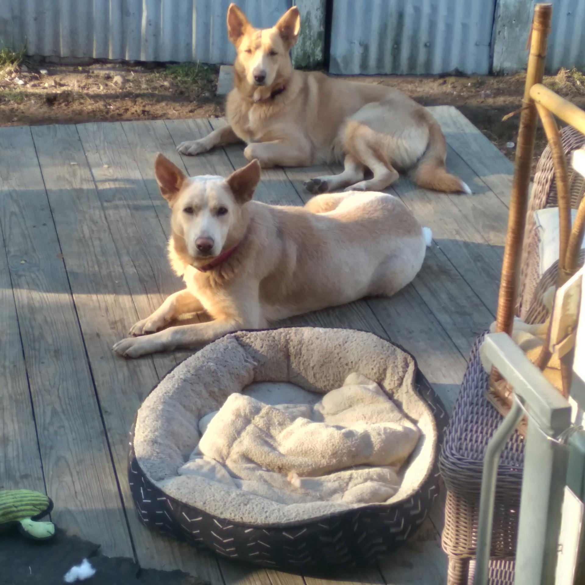 Dog for adoption - Blondie PC, a Labrador Retriever & Husky Mix in Federal Way, WA | Petfinder