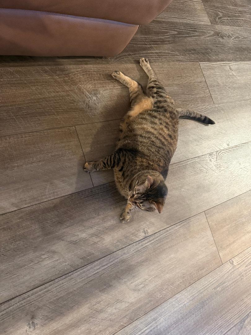 Cat for adoption - Bubbles and Bonnie R. - FRIENDLY DECLAWED CATS, a ...