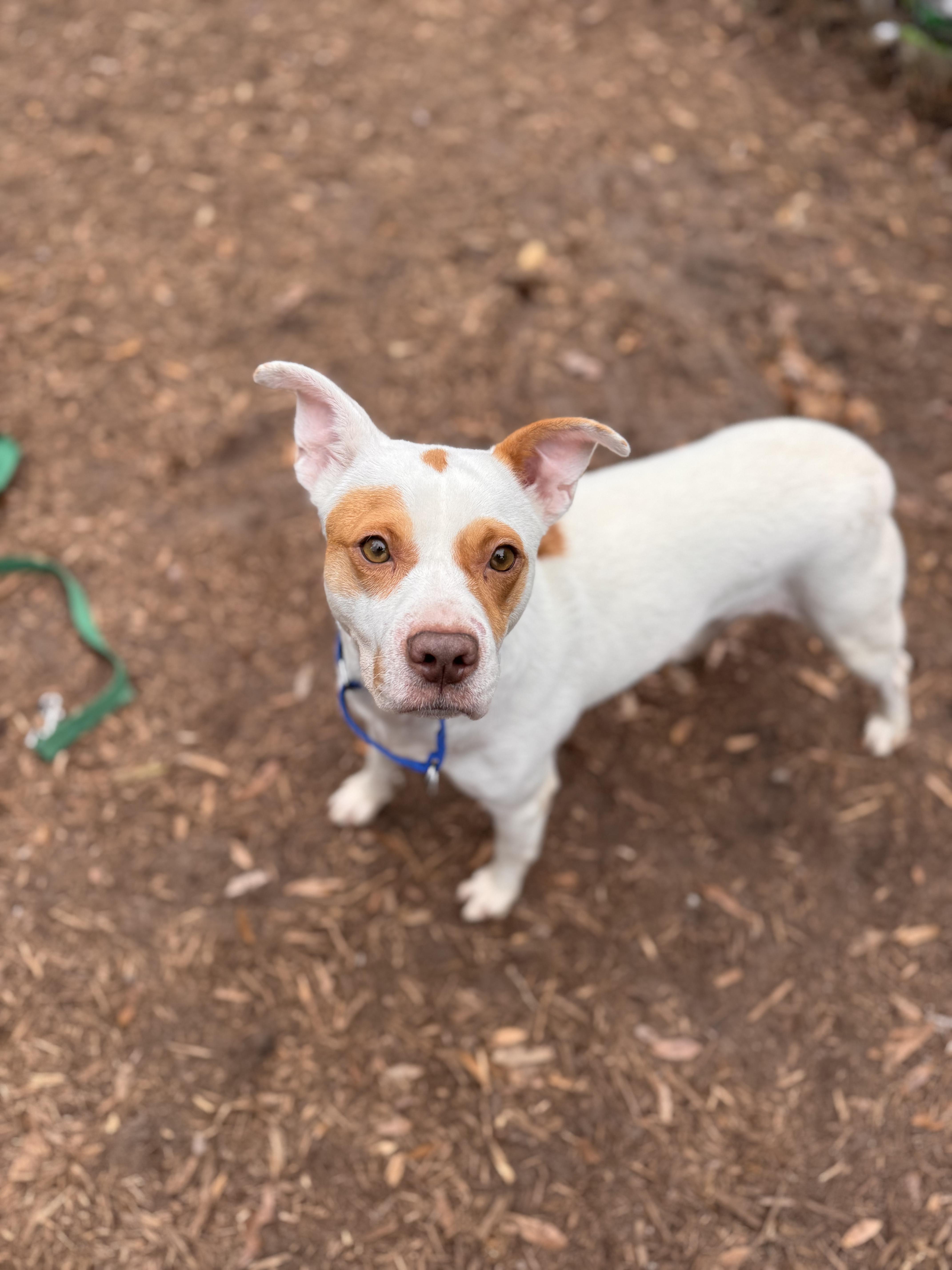 piper - Adoptable Pet | Petfinder | Petfinder