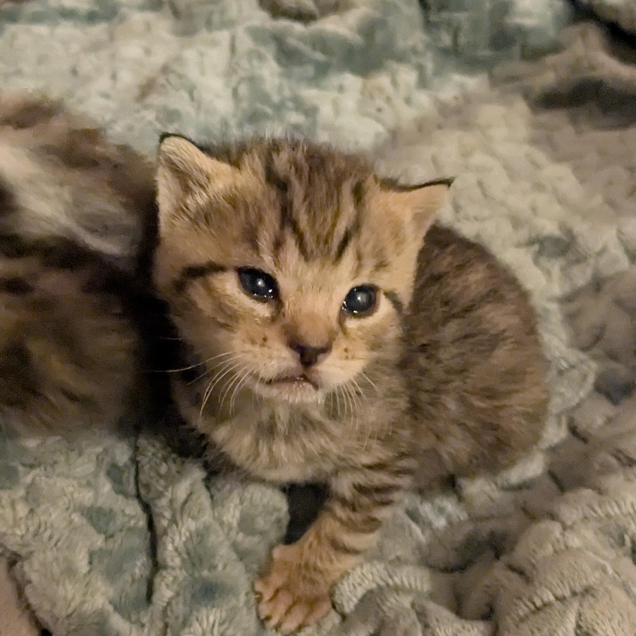 Cat for adoption - Eleanor & Freddy, a Domestic Short Hair in ...