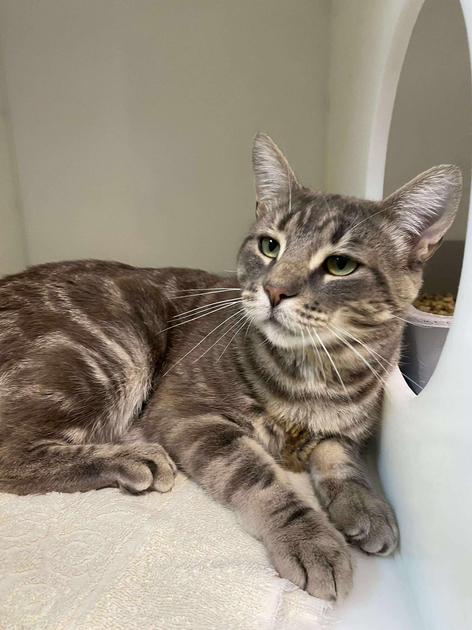 Cat for adoption - Koala, a Domestic Short Hair in Delson, QC | Petfinder