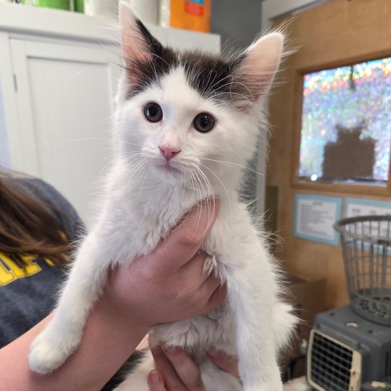 Available Cats for Adoption | Scruffy Paws Animal Rescue RI