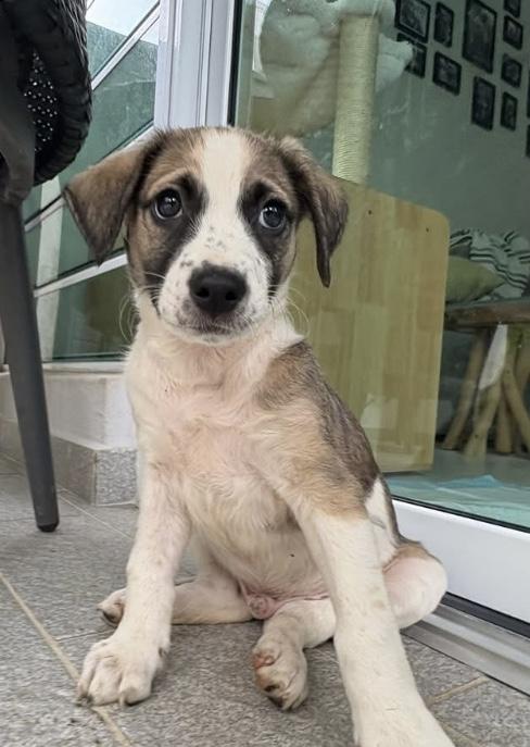 Dog for adoption - Dash, an Australian Shepherd & Labrador Retriever ...