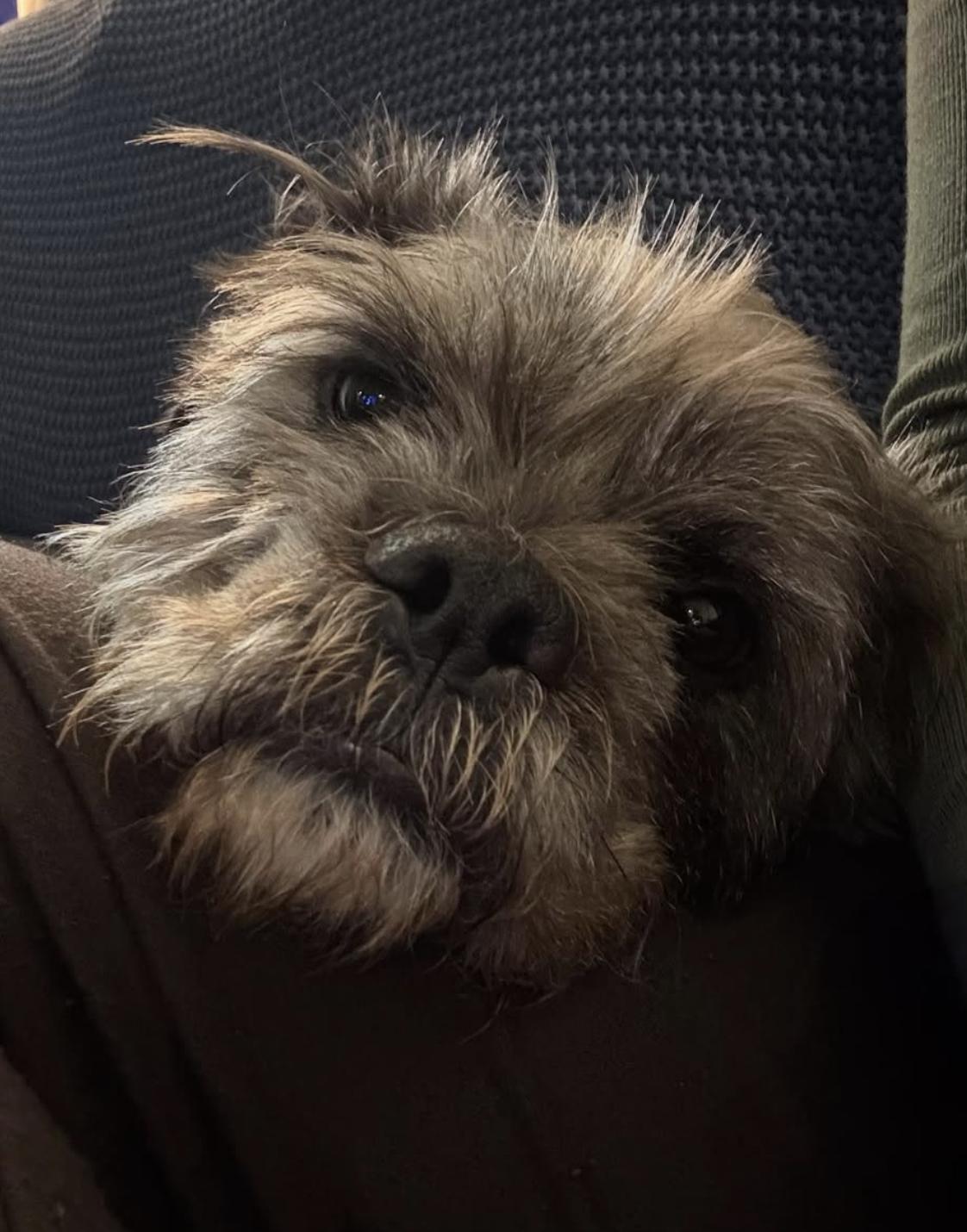 Dog for adoption - Trundle, a Terrier Mix in Pasadena, CA | Petfinder