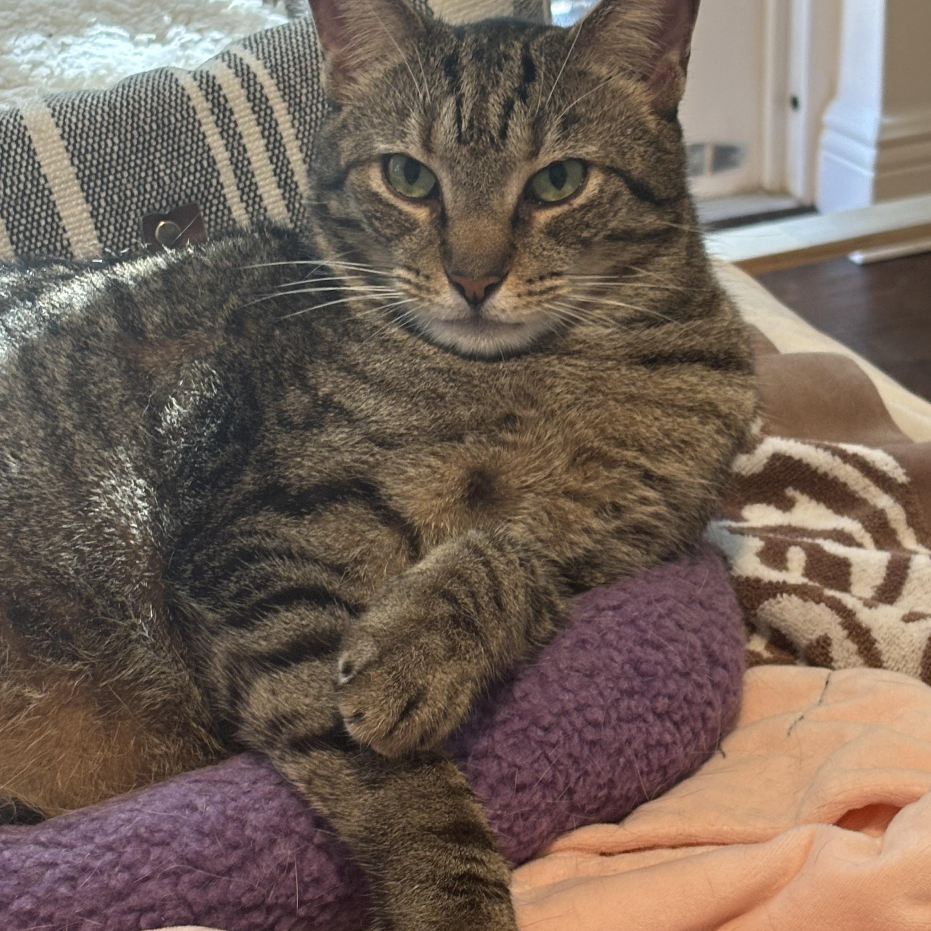 Cat for adoption - Frank Sinatra & Jerry Seinfeld BONDED, a Domestic ...