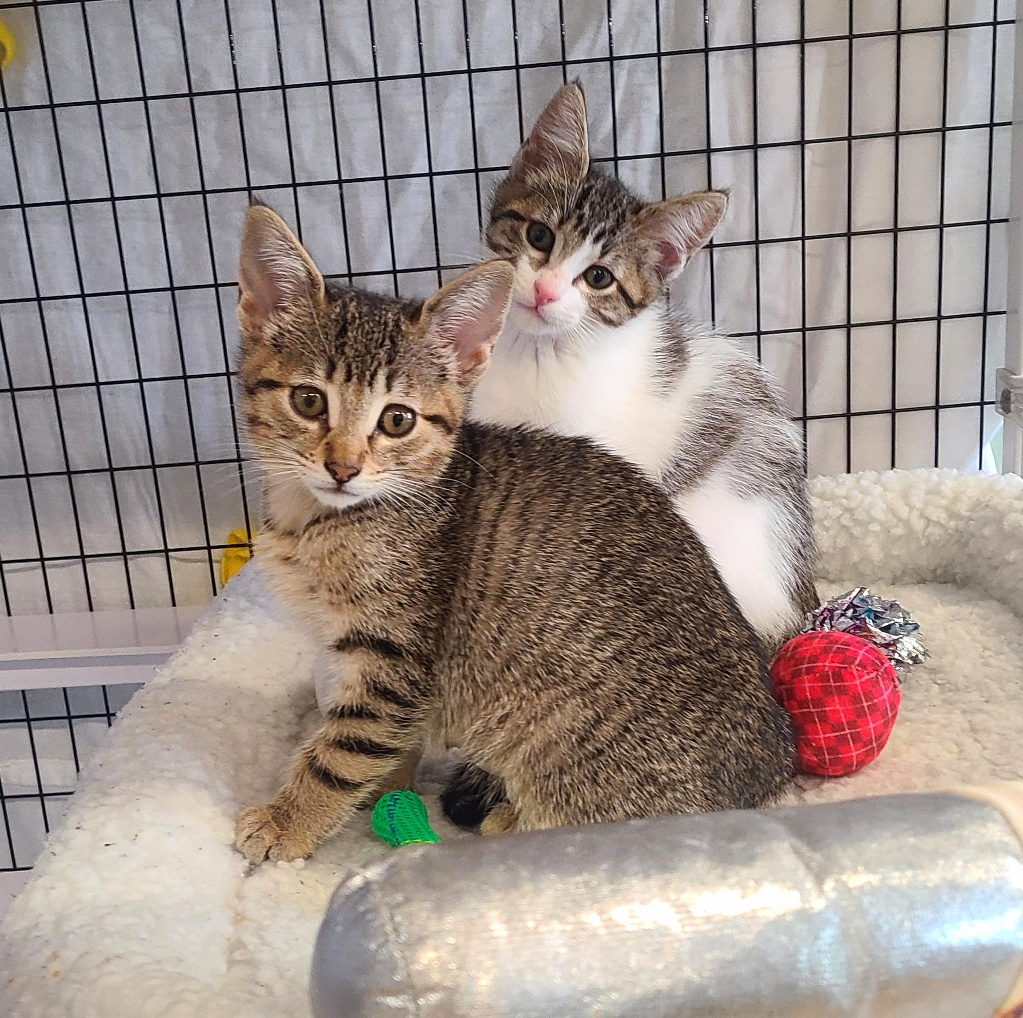 Cat for adoption - Chimichanga & Flauta, a Domestic Short Hair in ...