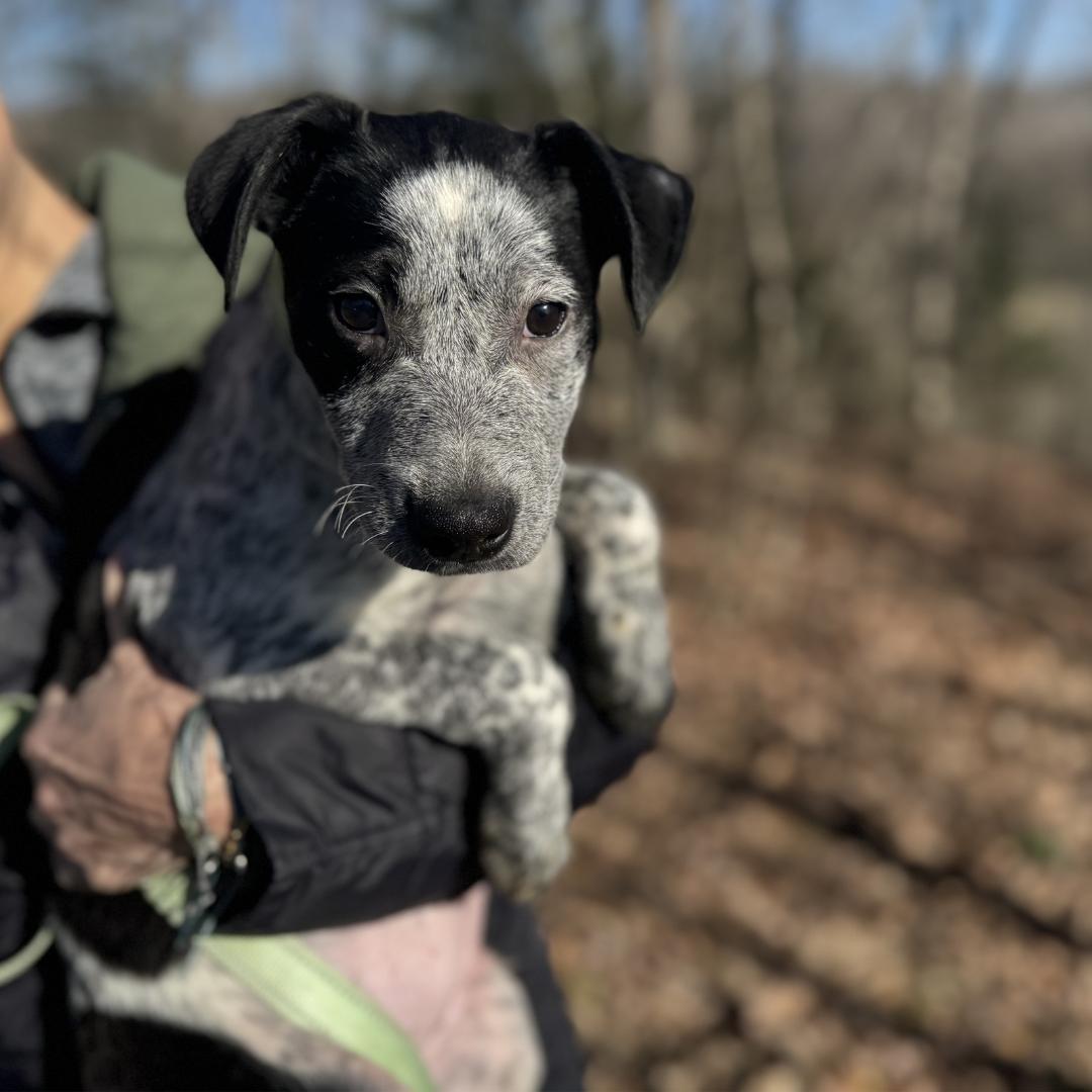 Dog for adoption - Romeo - Transport, a Labrador Retriever & Australian ...