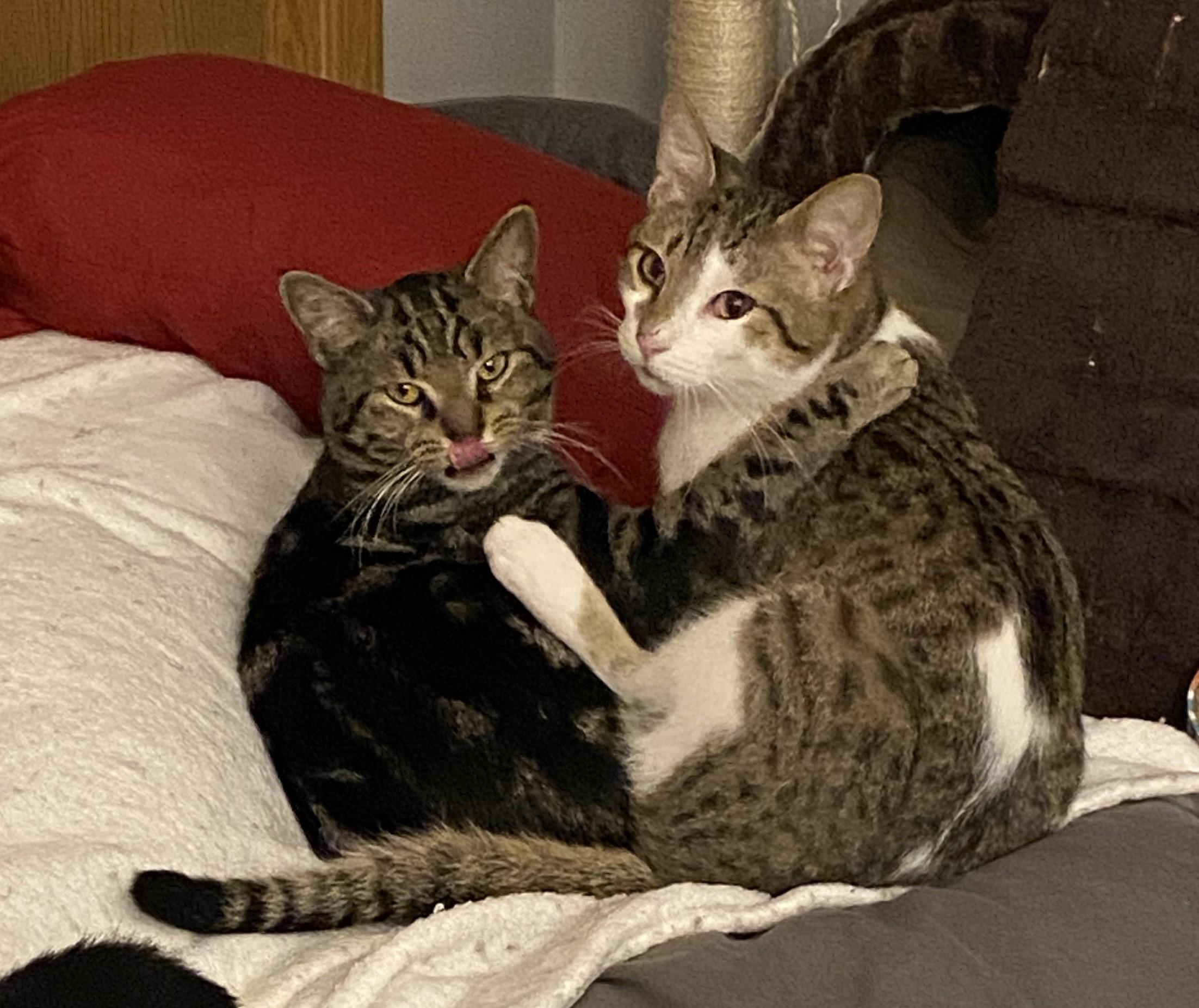 Cat for adoption - Homer, a Domestic Short Hair in Kenosha, WI | Petfinder