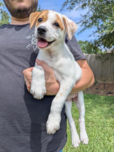 Dog for adoption - Dairy Queen, a Labrador Retriever & Chihuahua Mix in ...