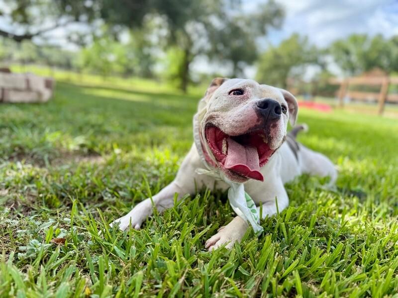 Dog for adoption - Princess Pearl of perfect sploot, an American ...
