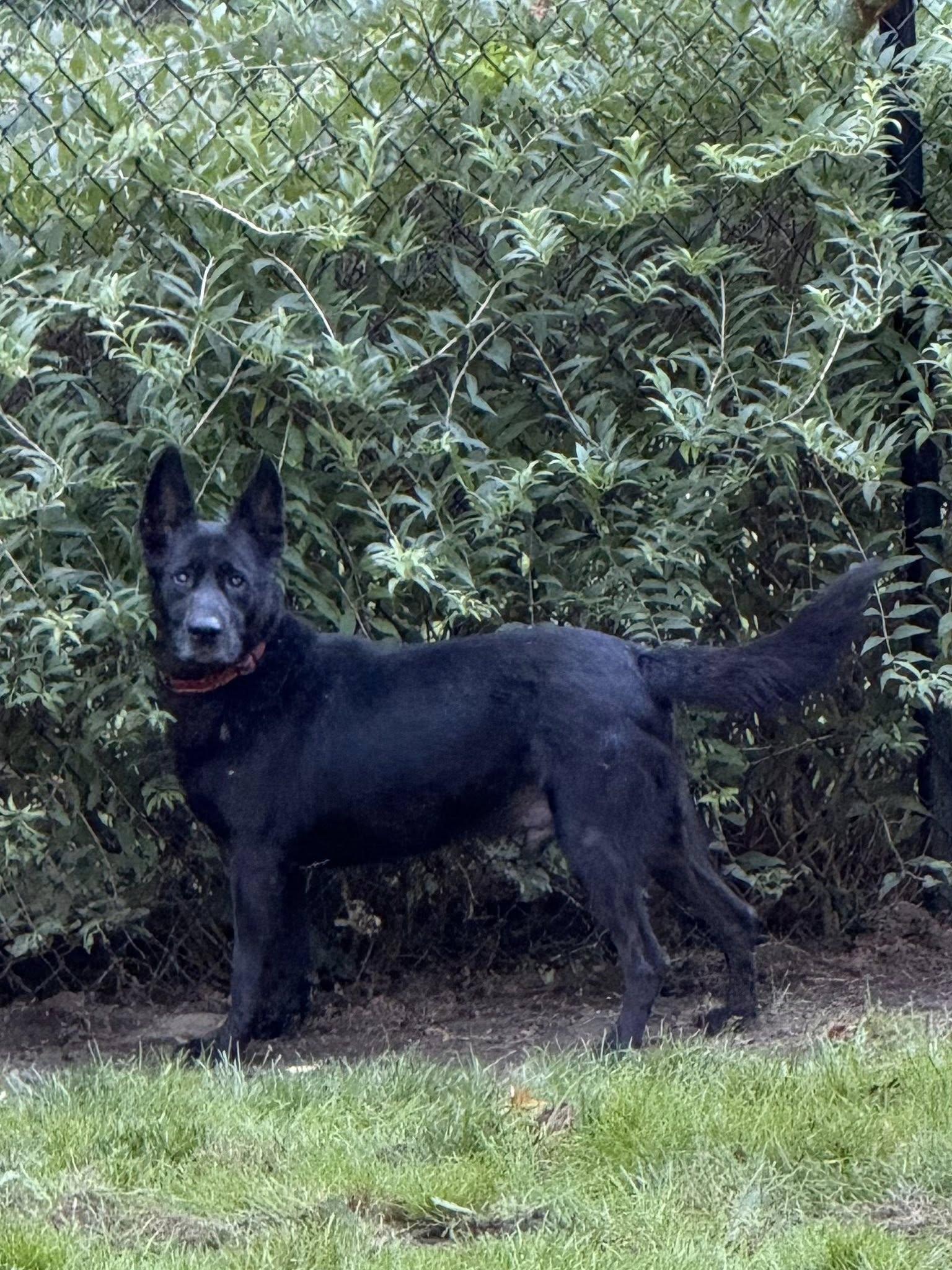 Dog for adoption - Ares, an Australian Kelpie in Old Westbury, NY ...