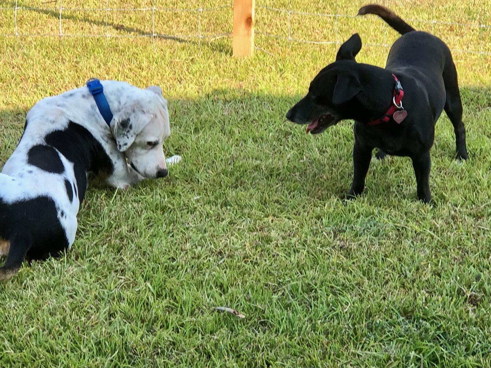 Dog for adoption - Beto and Pantera, a Pointer & Dachshund Mix in ...