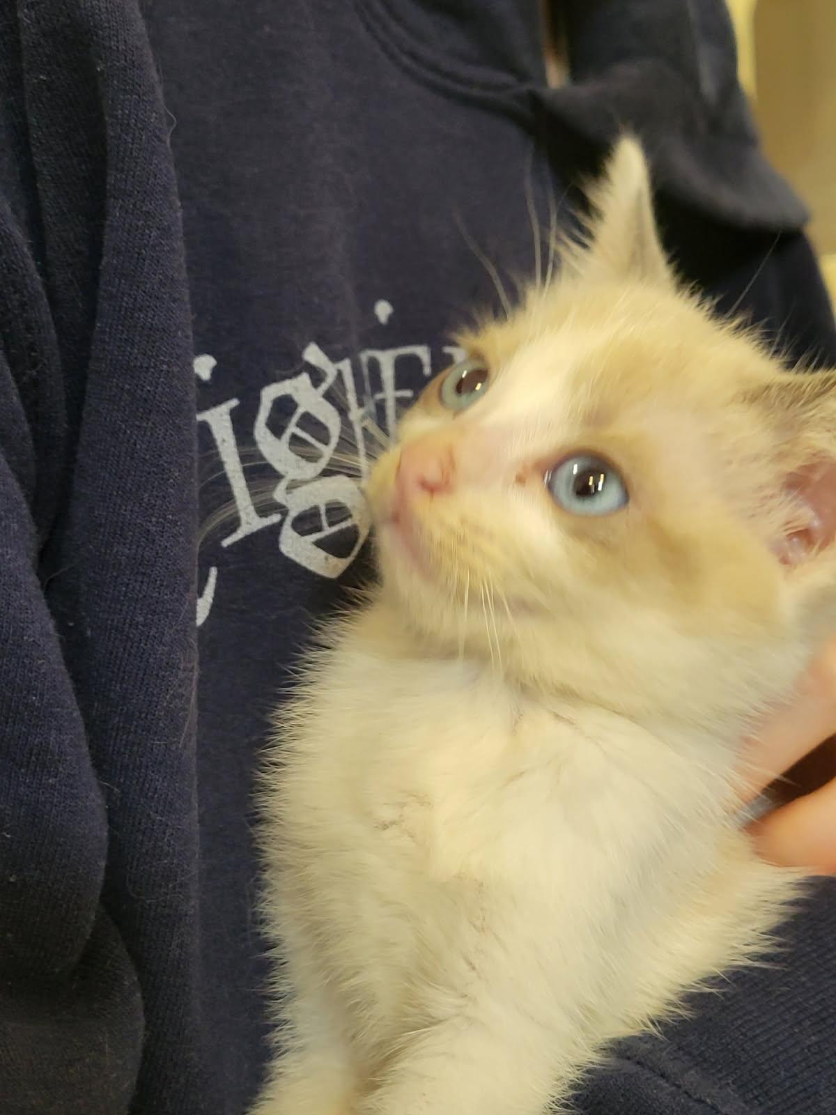 Cat for adoption - Marie, a Domestic Short Hair Mix in Eureka, CA ...