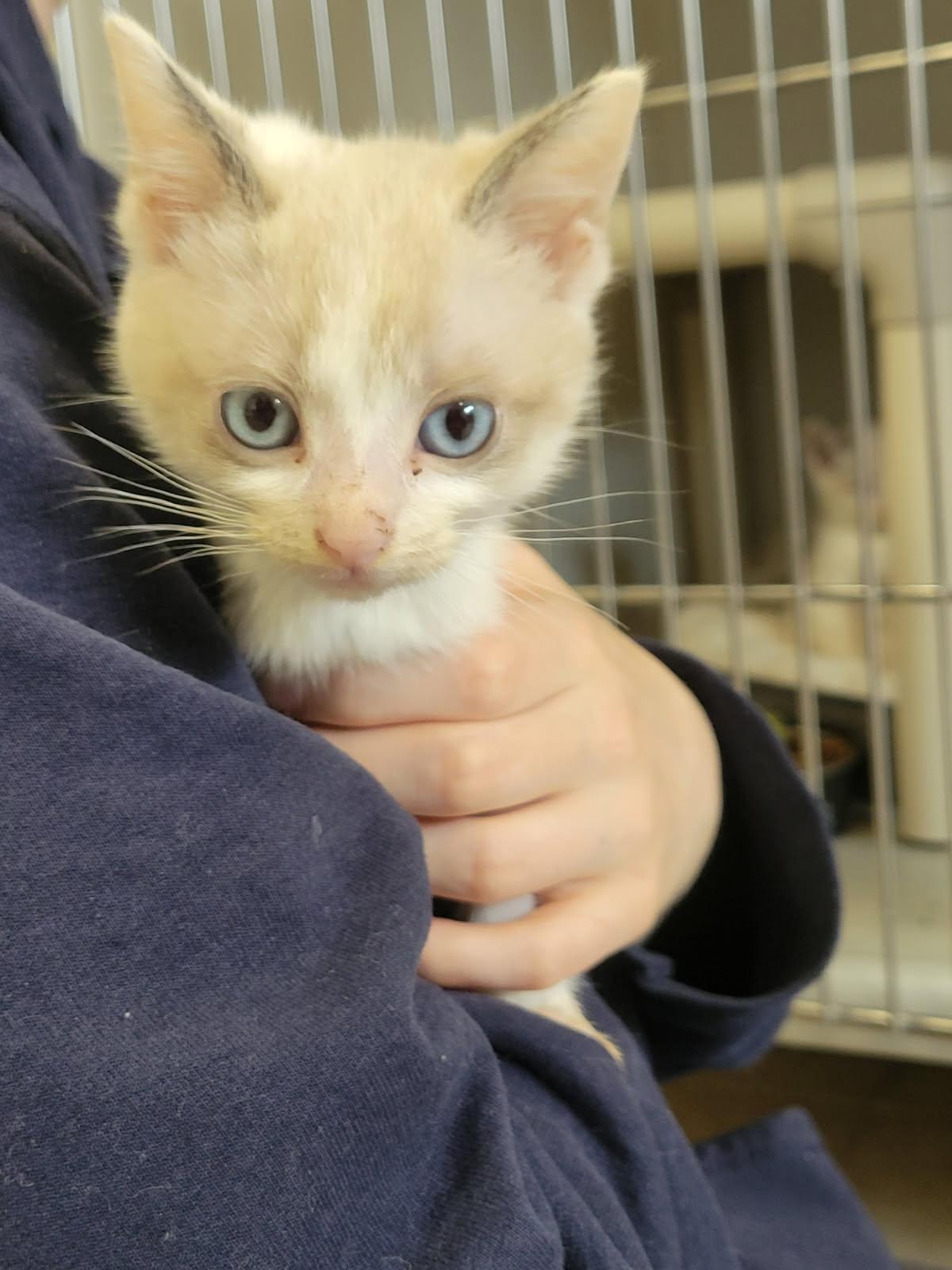 Cat for adoption - Marie, a Domestic Short Hair Mix in Eureka, CA ...