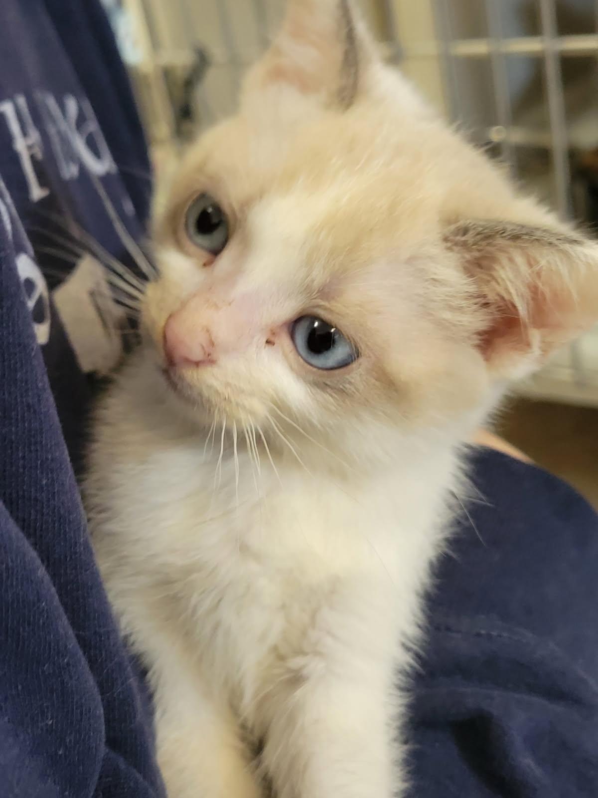 Cat for adoption - Marie, a Domestic Short Hair Mix in Eureka, CA ...