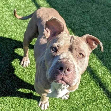 Dog for adoption - Terry, a Pit Bull Terrier in Fort Lupton, CO | Petfinder