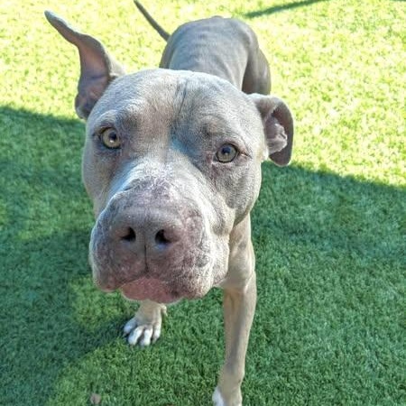 Dog for adoption - Terry, a Pit Bull Terrier in Fort Lupton, CO | Petfinder