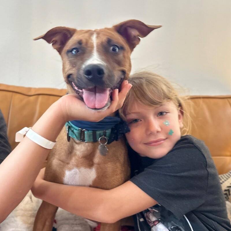 Dog for adoption - Gigi Grace, a Pit Bull Terrier Mix in Hartford, CT ...