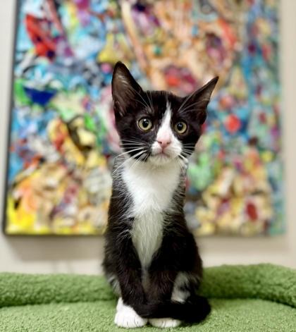 Cat for adoption - Rizzler (pre-adopt), a Domestic Short Hair in ...