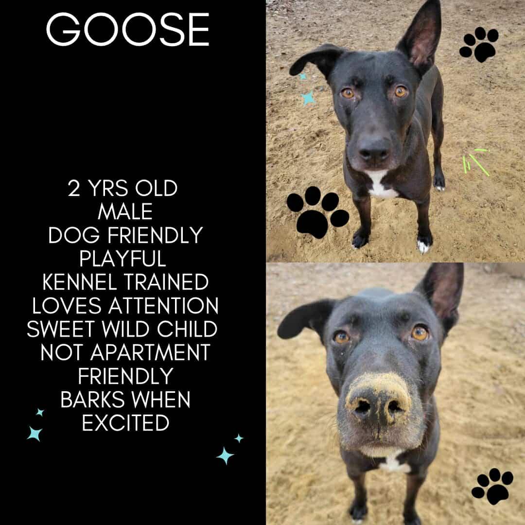 Dog for adoption - Goose, a Pit Bull Terrier & Shepherd Mix in Aulac ...