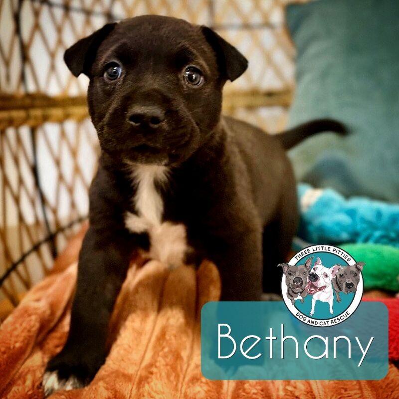 Dog for adoption - Bethany, a Pit Bull Terrier & Labrador Retriever Mix ...