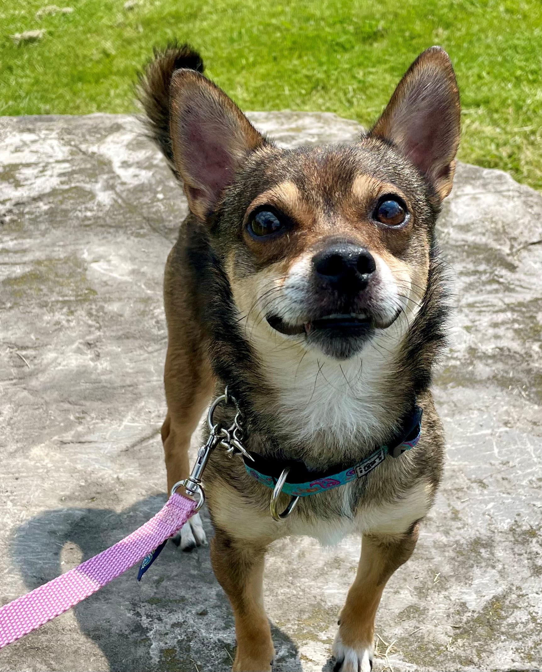 Dog for adoption - Oakland, a Chihuahua Mix in Hamilton, ON | Petfinder