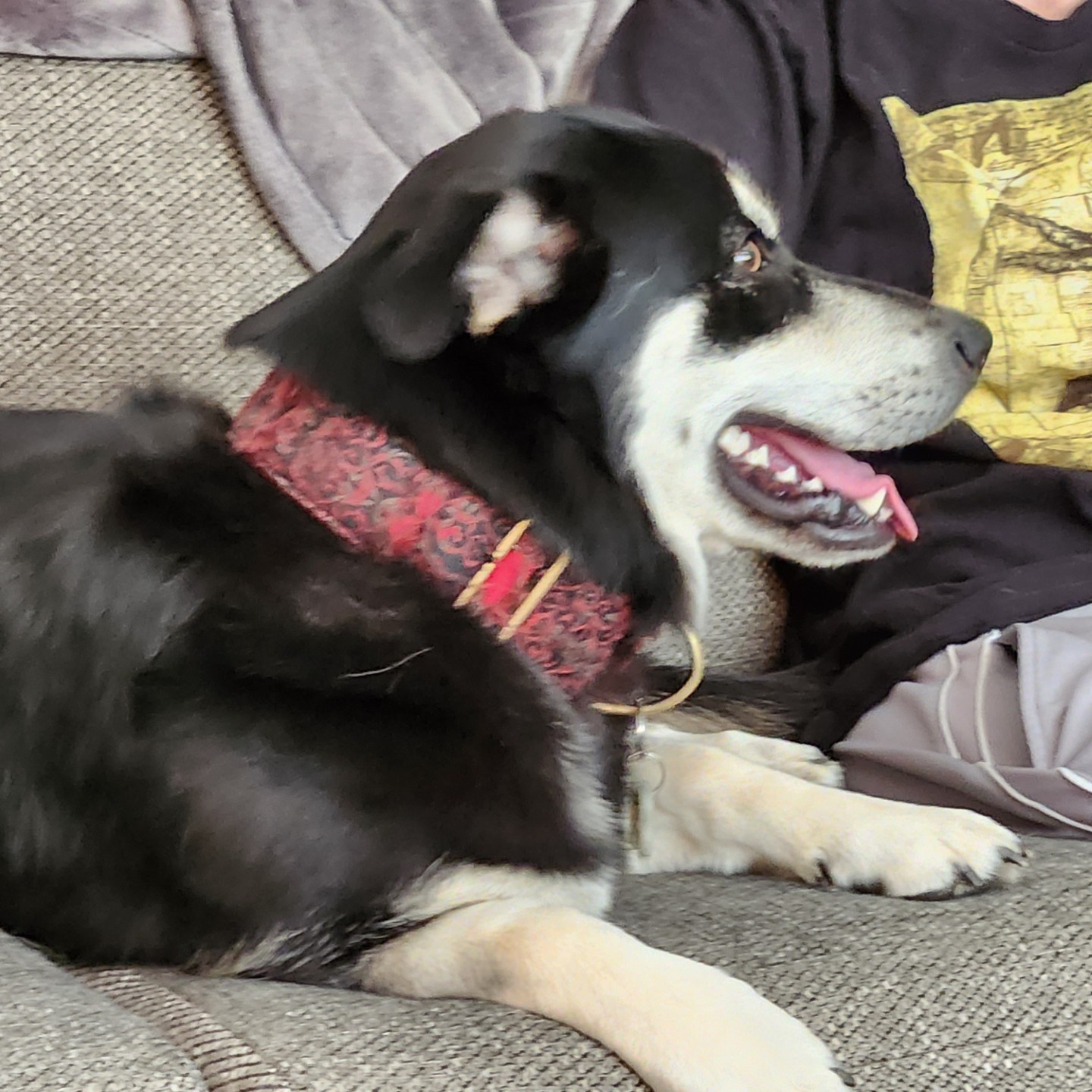 Dogs for Adoption MN | Adopt a Dog in Minnesota | Pet Haven