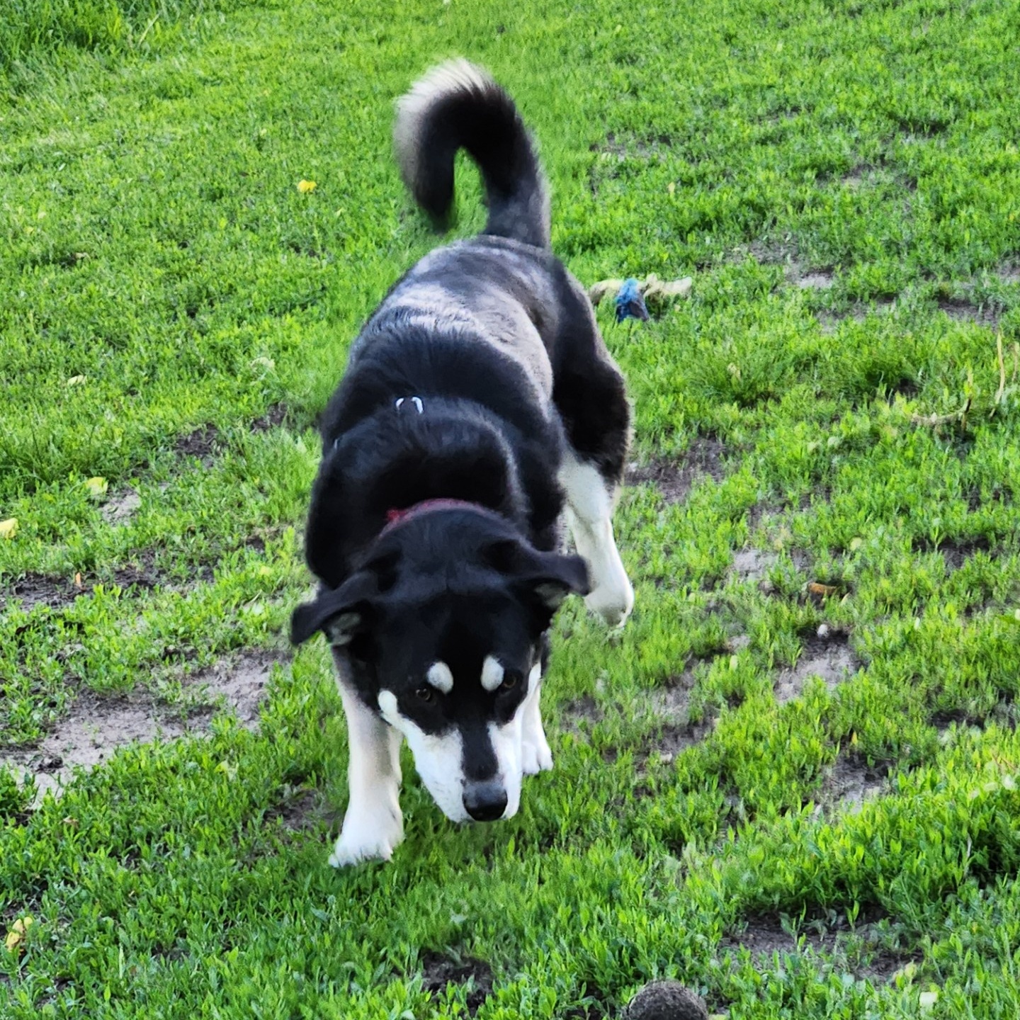 Dogs for Adoption MN | Adopt a Dog in Minnesota | Pet Haven