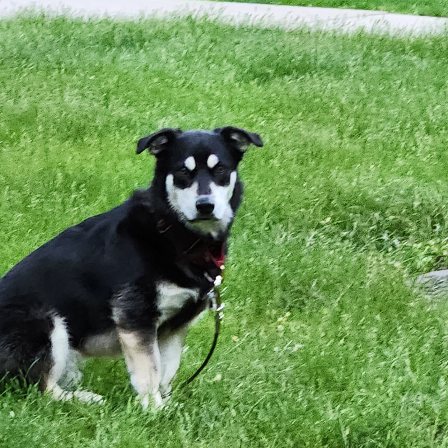 Dogs for Adoption MN | Adopt a Dog in Minnesota | Pet Haven