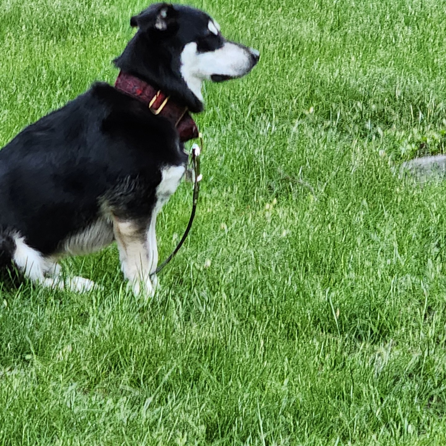 Dogs for Adoption MN | Adopt a Dog in Minnesota | Pet Haven