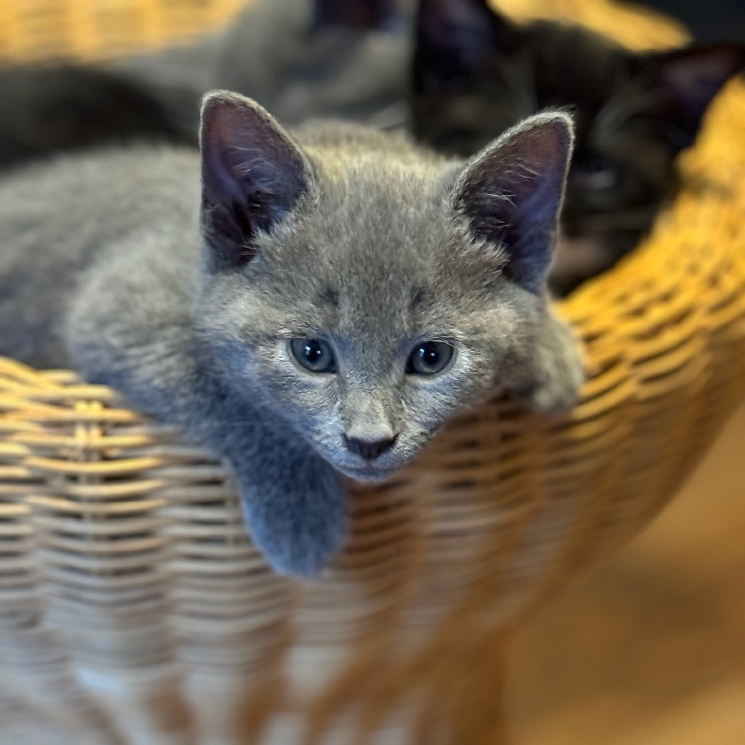 Cat for adoption - Dolly, a Domestic Short Hair in Salisbury, NC ...