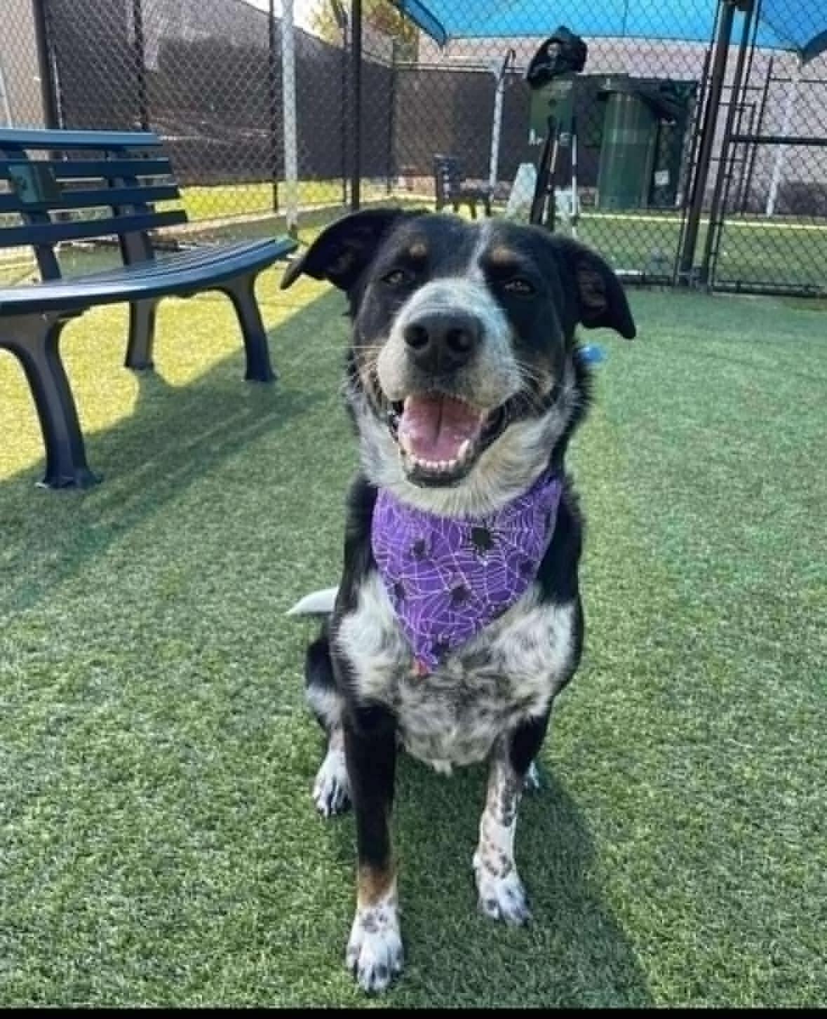 Dog for adoption - Mooney, an Australian Cattle Dog / Blue Heeler Mix ...