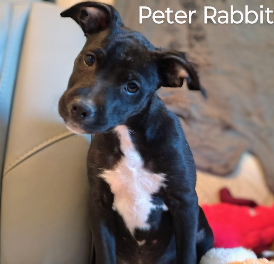 Dog for adoption - Peter Rabbit, a Boston Terrier & Labrador Retriever ...