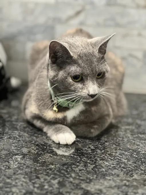 Cat for adoption - Ash, a Dilute Tortoiseshell & Tortoiseshell Mix in ...