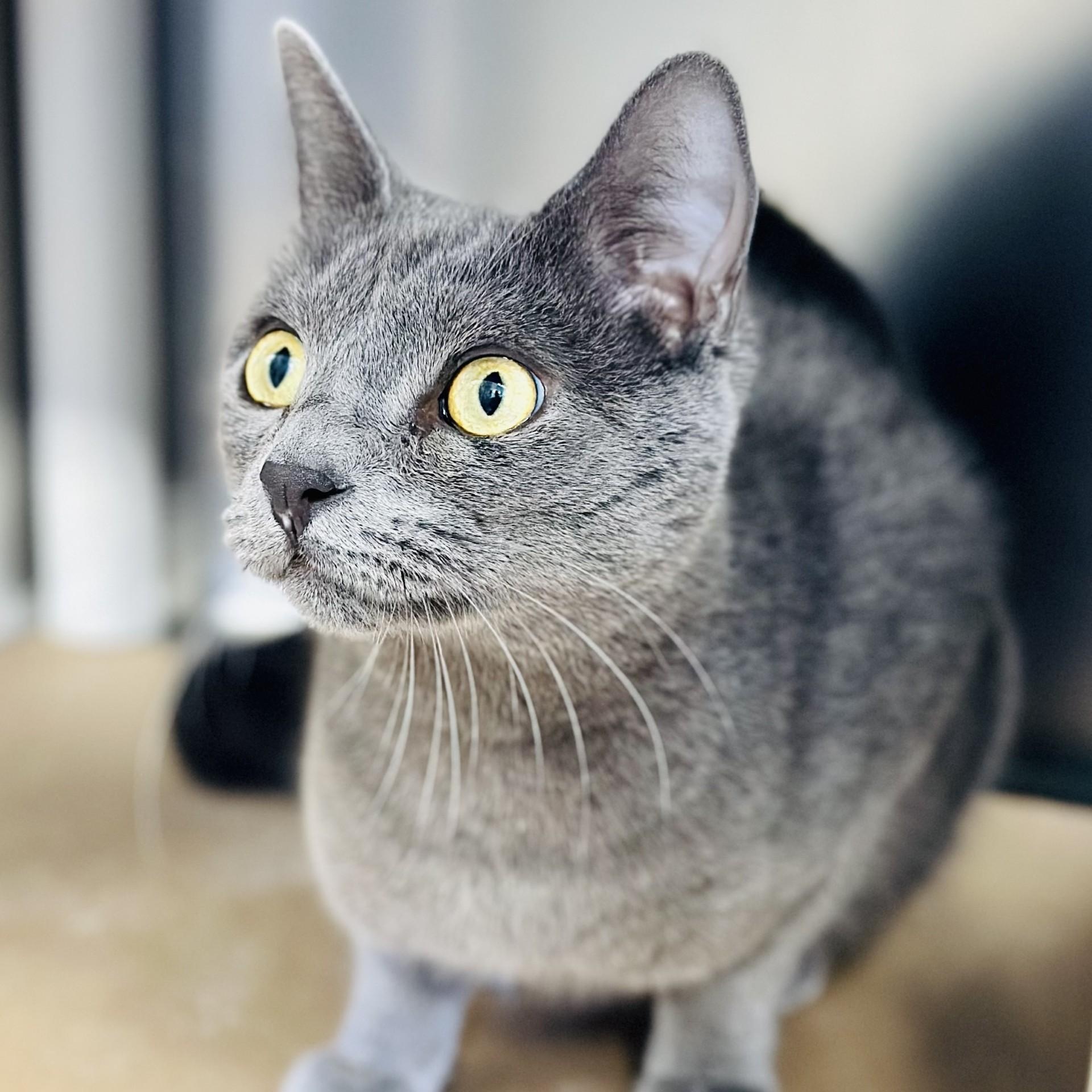 Cat for adoption - Stormy, a Domestic Short Hair in Manahawkin, NJ ...