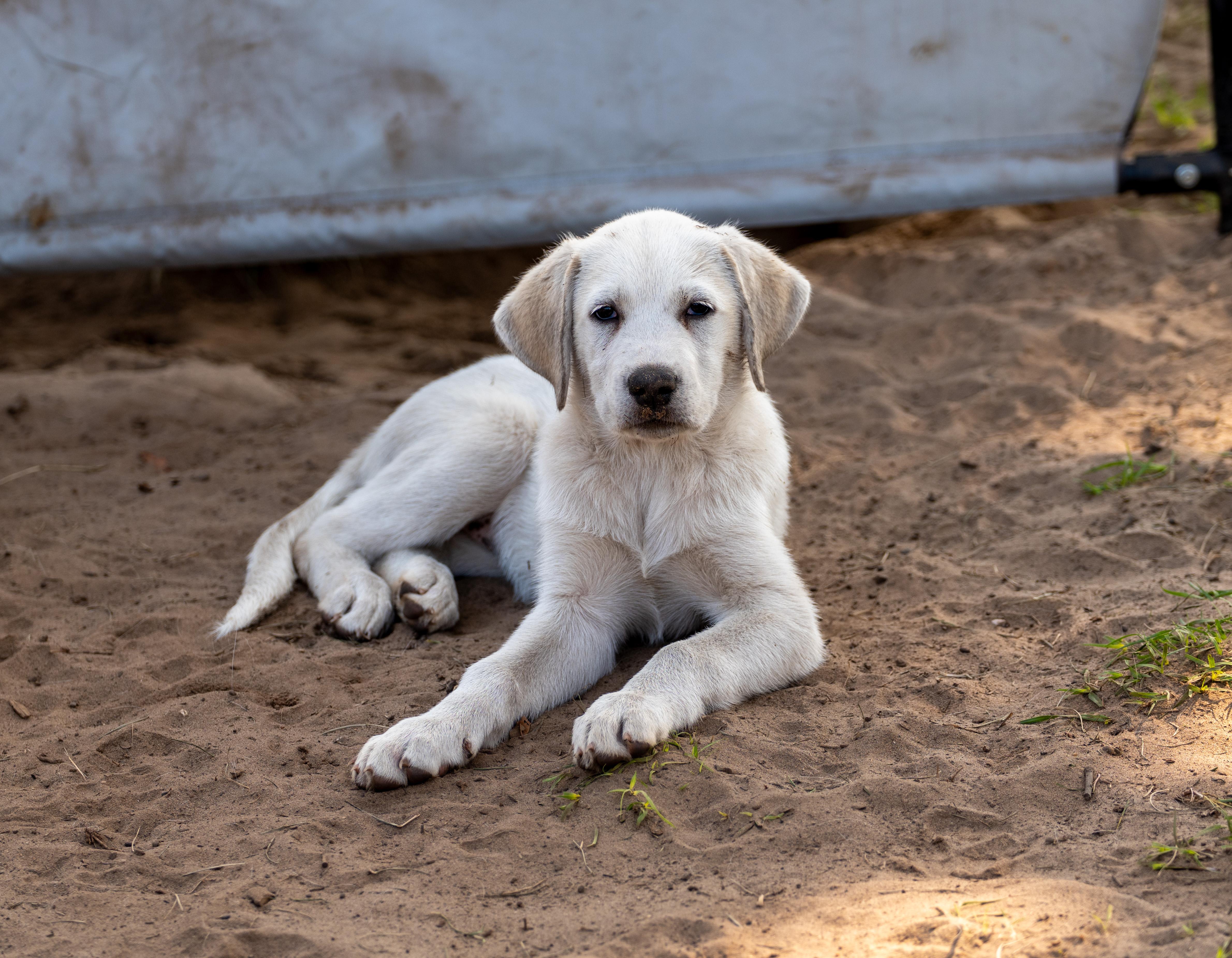 Dog for adoption - Millie, a Labrador Retriever Mix in Tyler, TX ...