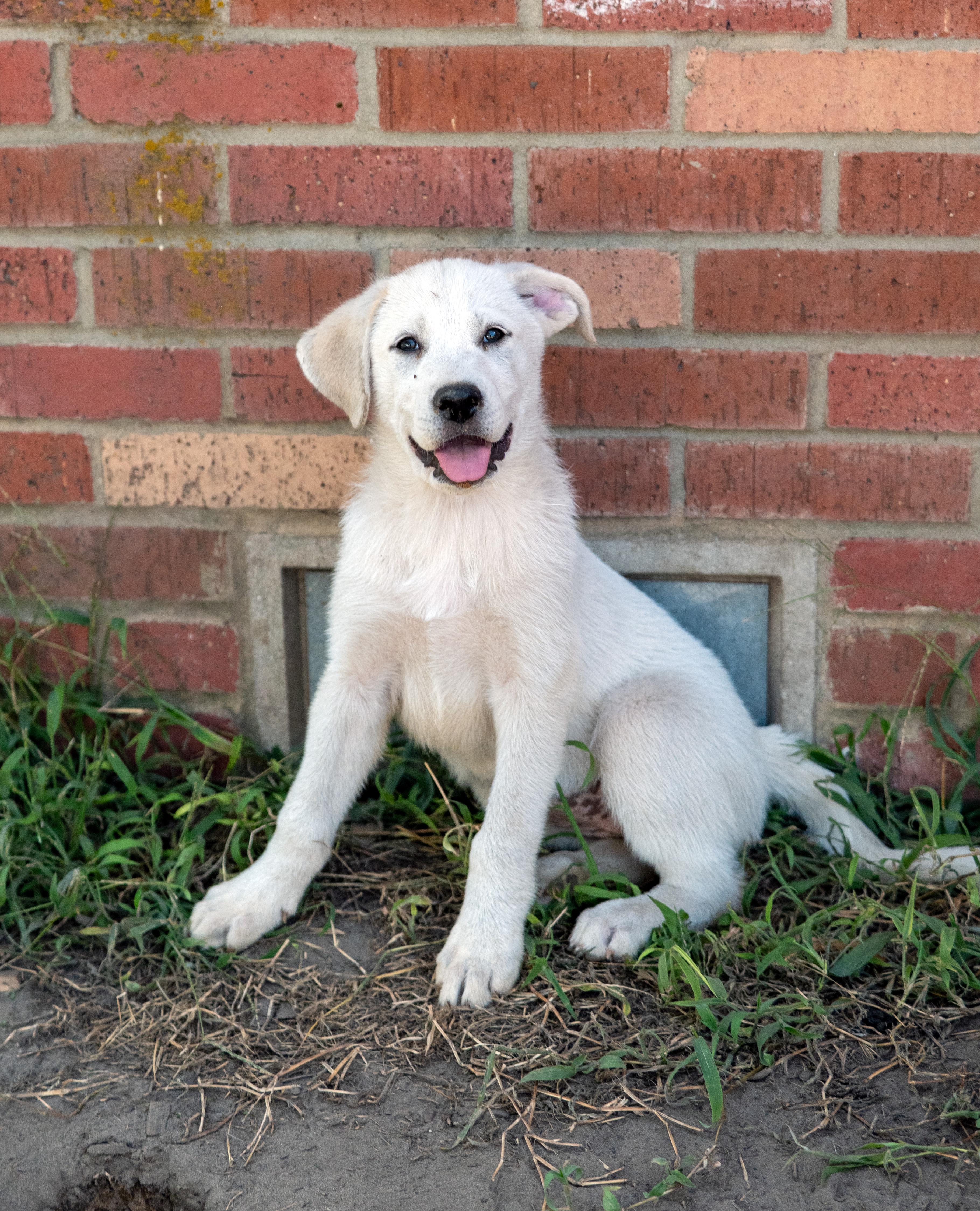 Dog for adoption - Millie, a Labrador Retriever Mix in Tyler, TX ...