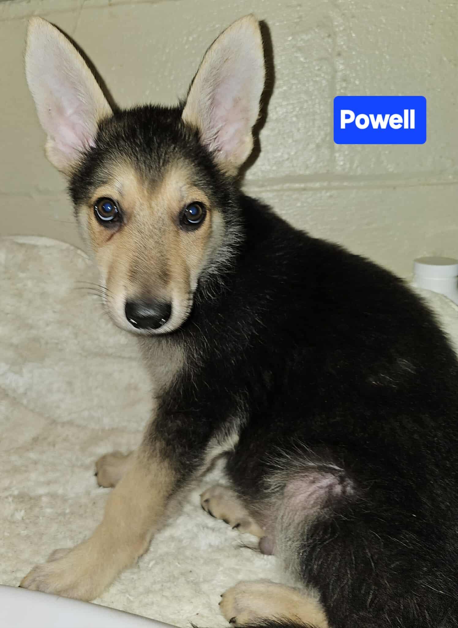 Dog for adoption - Bud Powell (11wk PUPPY), a German Shepherd Dog in Greeneville, TN | Petfinder