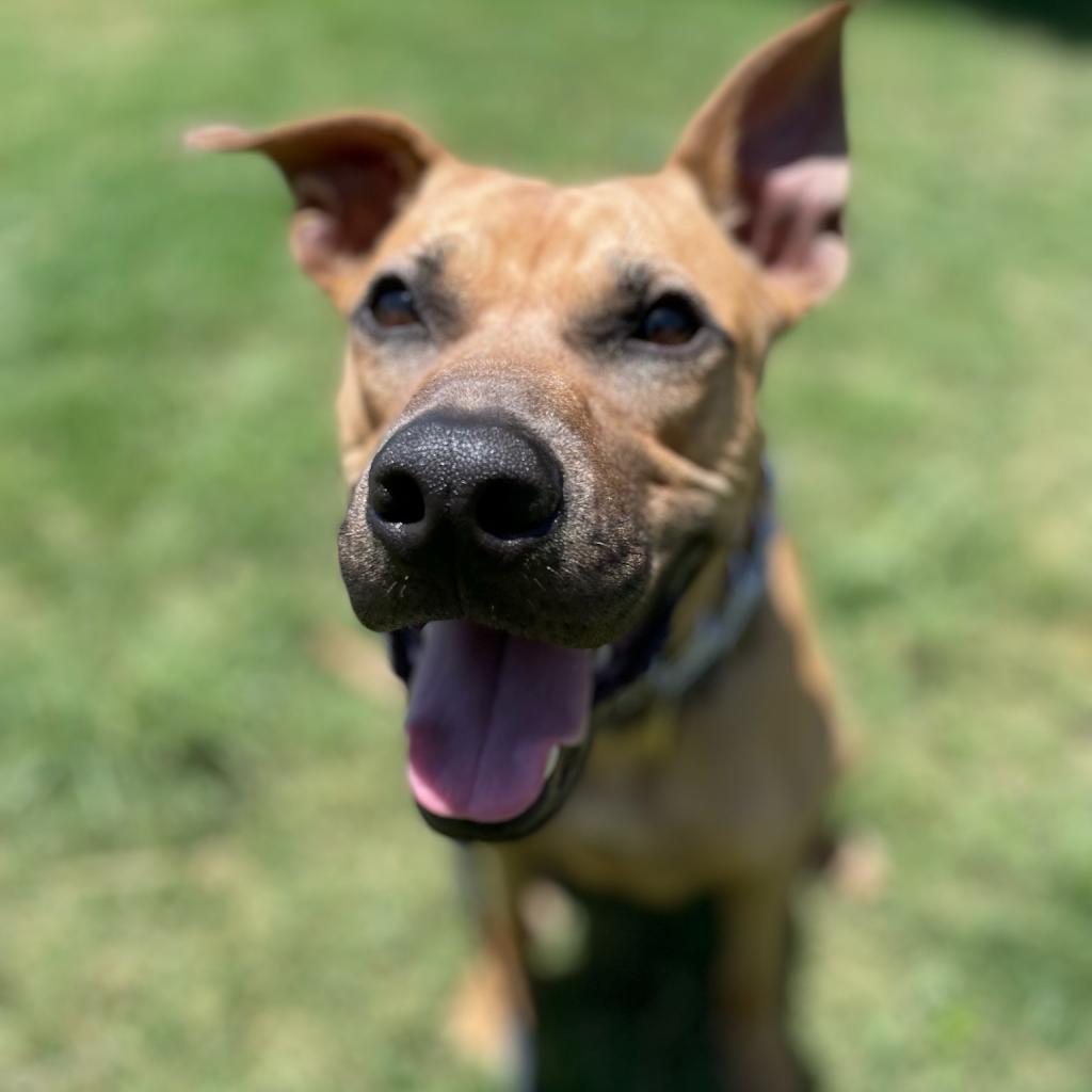 Dog for adoption - Chook AKA Chaz JuM, a Pit Bull Terrier Mix in Von ...