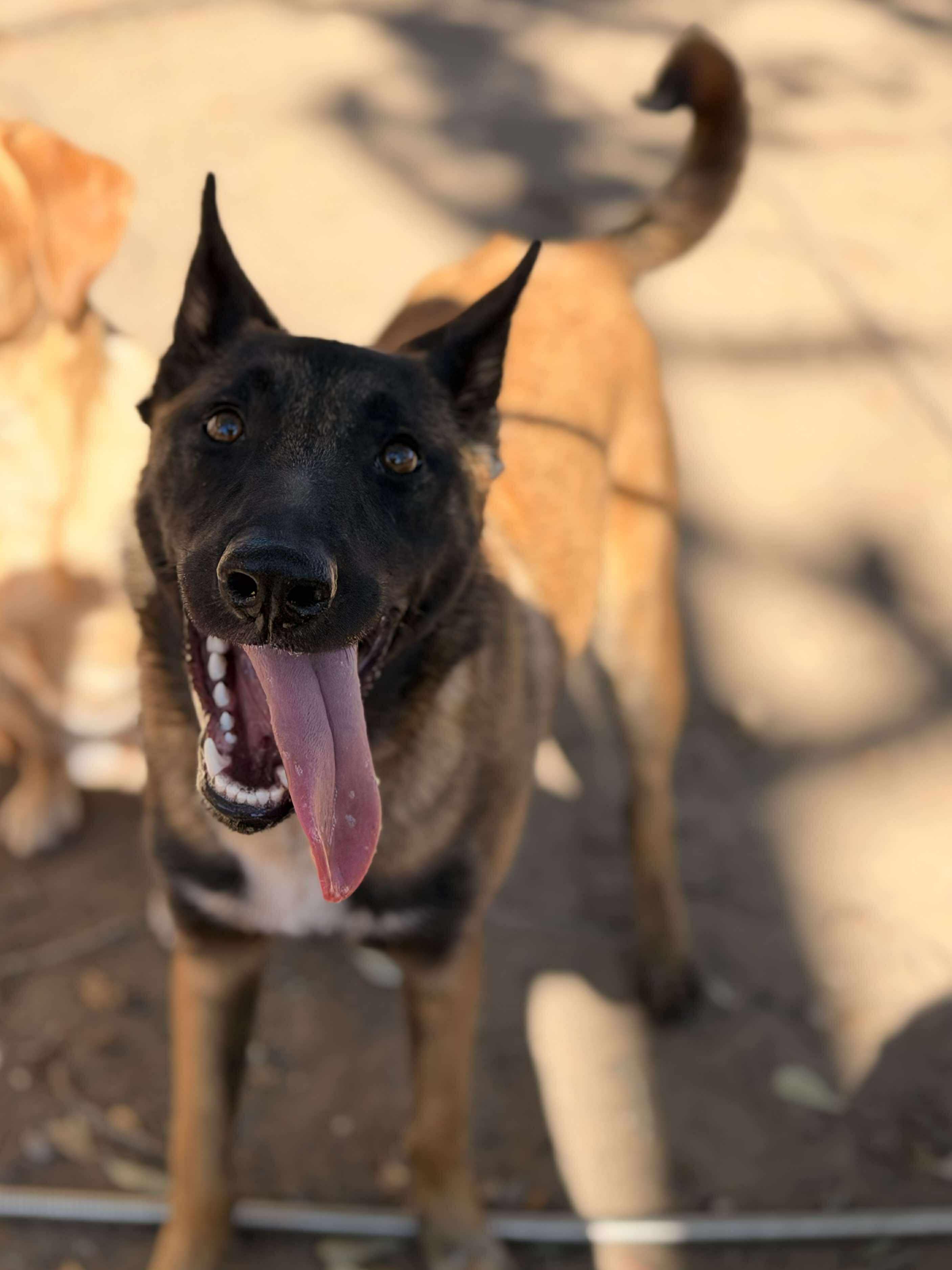 Mia - Super Sweet and Super Smart Malinois - Adoptable Pet | Petfinder ...