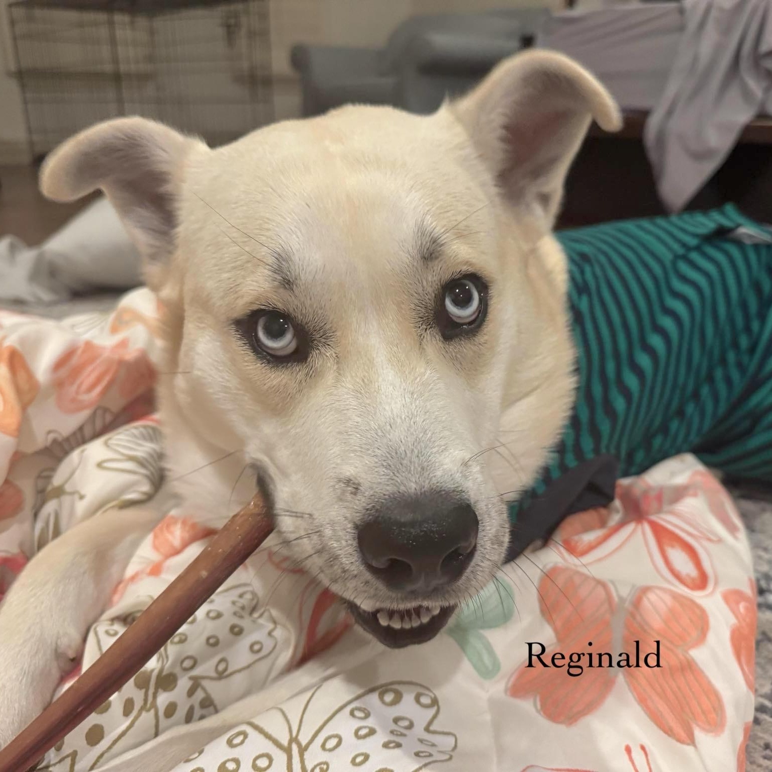 Dog for adoption - Reginald, a Husky & Retriever Mix in New Haven, CT ...