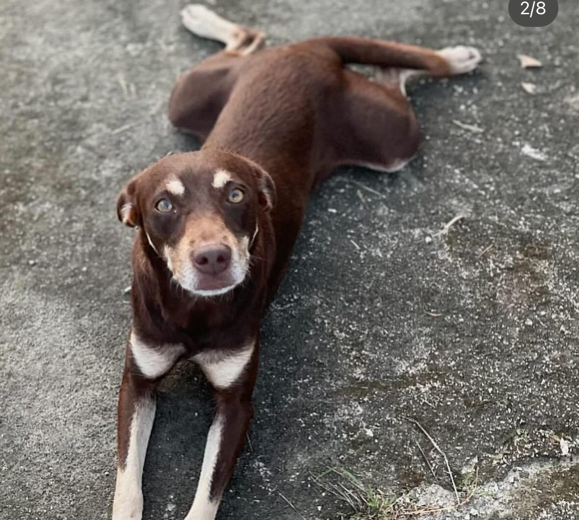 Dog for adoption - Riley - The Sploot Queen, a Chocolate Labrador ...