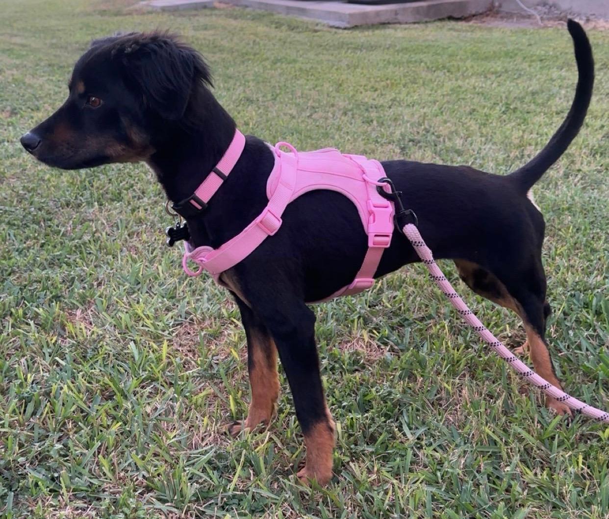 Dog for adoption - Kylie, a Rottweiler & Australian Shepherd Mix in Philadelphia, PA | Petfinder