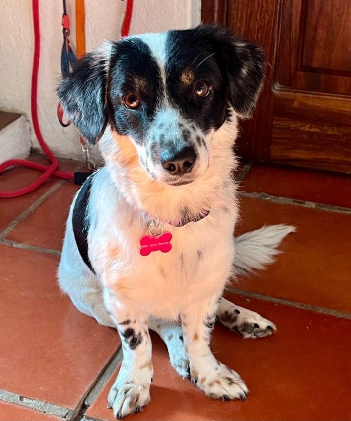 Dog for adoption - Gemma, a Dachshund Mix in Kelowna, BC | Petfinder